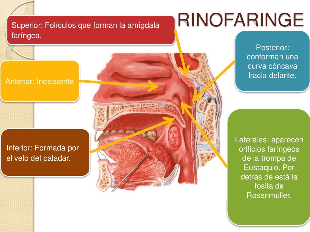 Anatomía de faringe