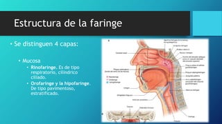 Anatomía de faringe | PPTX