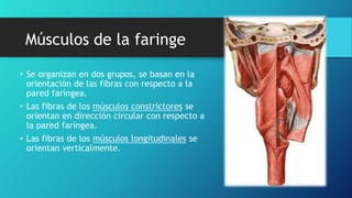 Anatomía de faringe | PPTX