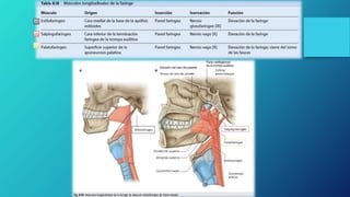 Anatomía de faringe | PPTX