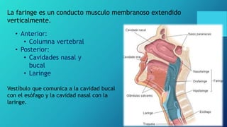 Anatomía de faringe | PPTX
