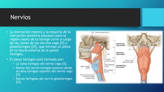 Anatomía de faringe | PPTX