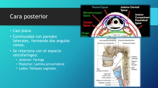 Anatomía de faringe | PPTX