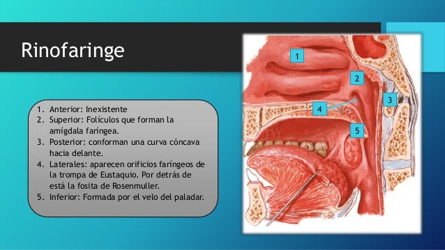 Anatomía de faringe