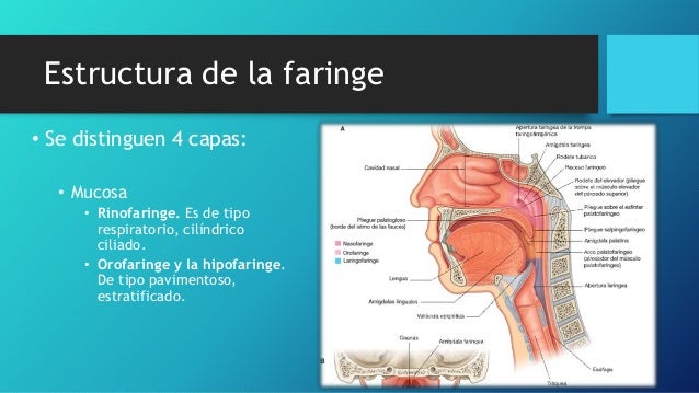 Anatomía de faringe
