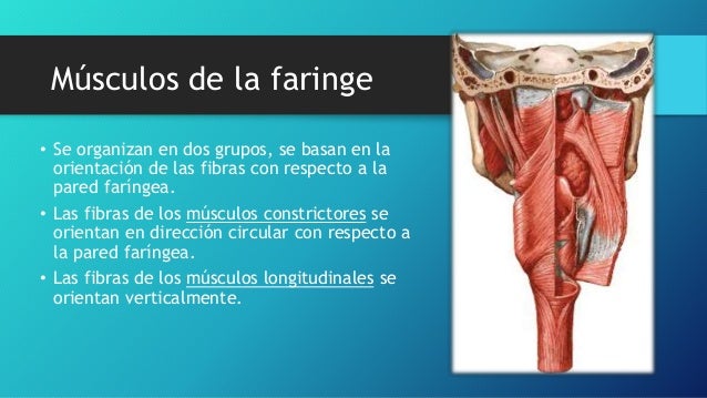 Anatomía de faringe