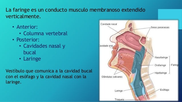 Anatomía de faringe