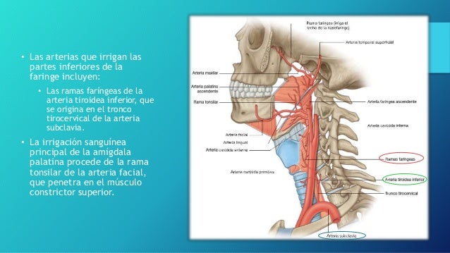 Anatomía de faringe