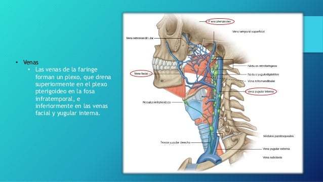 Anatomia Da Orofaringe Posterior