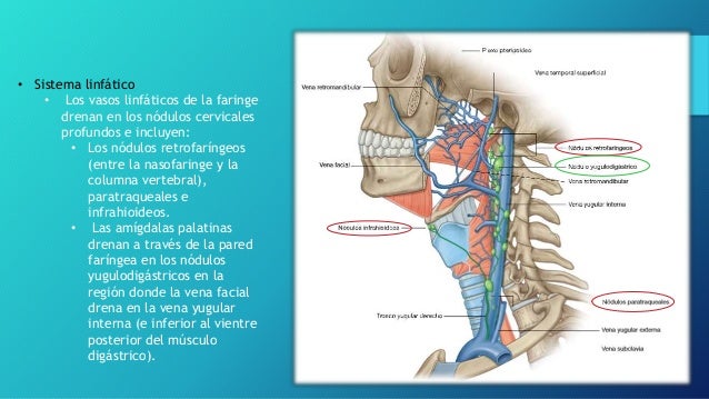 Anatomía de faringe