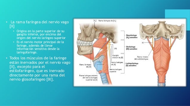 Anatomía de faringe