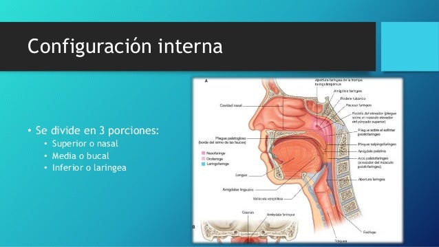Anatomía de faringe