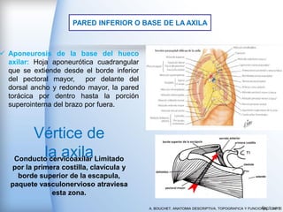 Anatomía de fosa axilar y plexo braquial | PDF