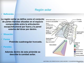 Anatomía de fosa axilar y plexo braquial | PDF