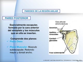 Anatomía de fosa axilar y plexo braquial | PDF