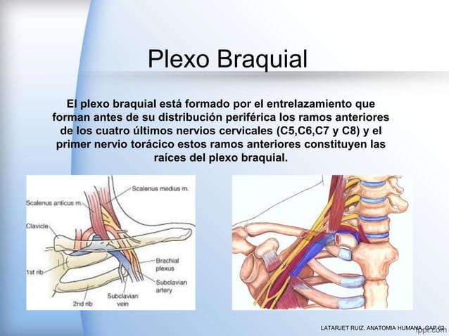 Anatomía de fosa axilar y plexo braquial