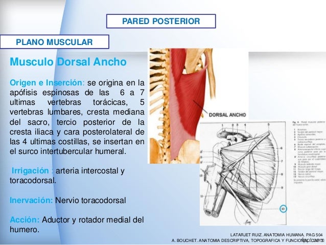 Anatomía de fosa axilar y plexo braquial