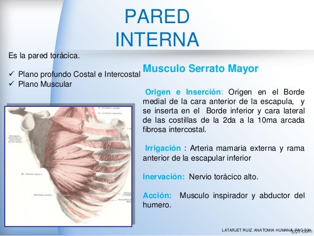 Anatomía de fosa axilar y plexo braquial