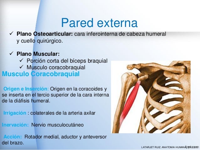Anatomía de fosa axilar y plexo braquial