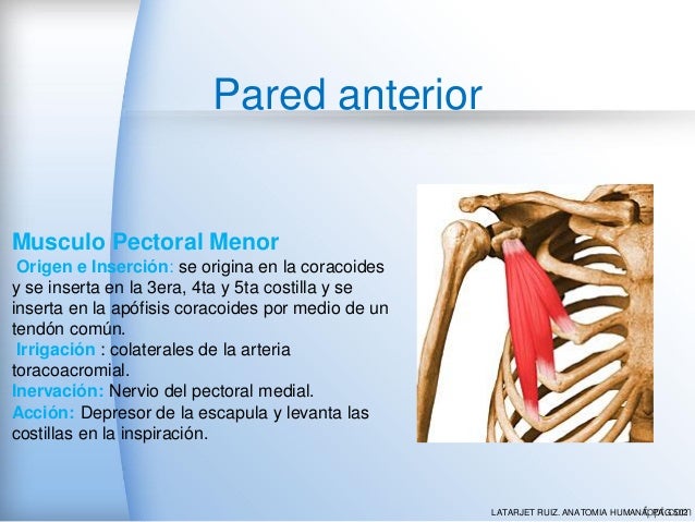 Anatomía de fosa axilar y plexo braquial