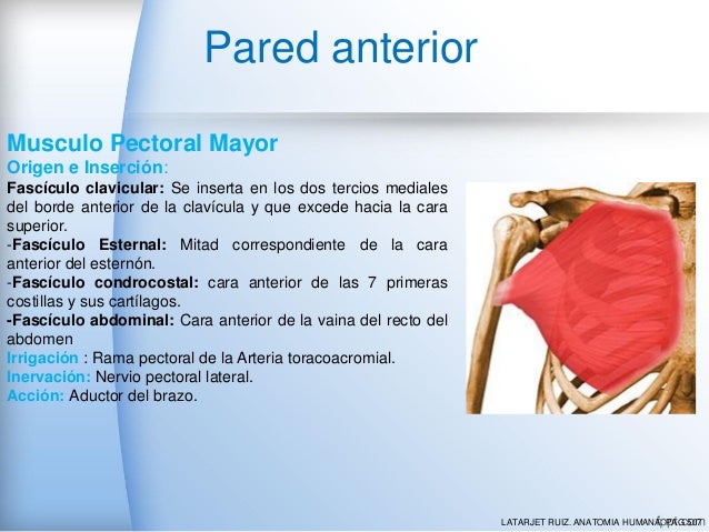 Anatomía de fosa axilar y plexo braquial