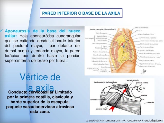 Anatomía de fosa axilar y plexo braquial