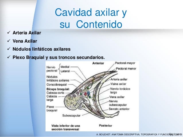 Linfonodomegalia Axilar