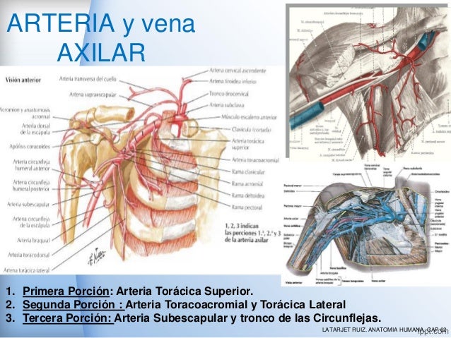 Anatomía de fosa axilar y plexo braquial