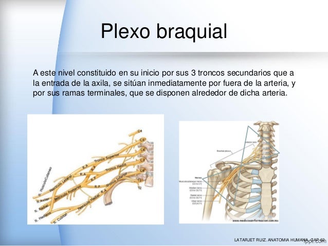 Anatomía de fosa axilar y plexo braquial