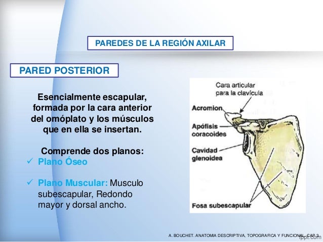 Anatomía de fosa axilar y plexo braquial