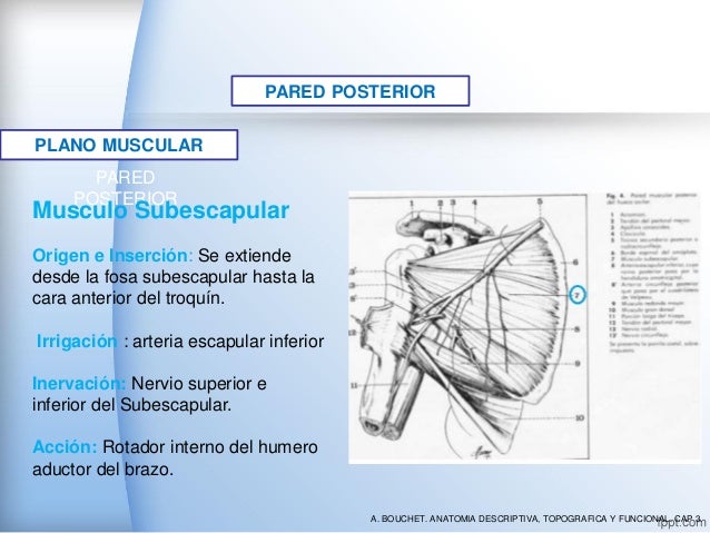 Anatomía de fosa axilar y plexo braquial