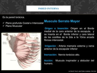 Fosa axilar y plexo braquial.pptx