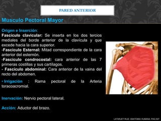Fosa axilar y plexo braquial.pptx