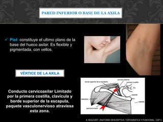 Fosa axilar y plexo braquial.pptx