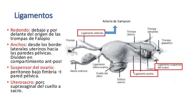 Ligamento Redondo Do Utero Aparelho Urogenital – órgãos