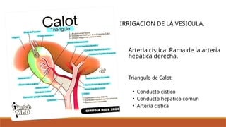ANATOMíA DE HIGADO Y VíAS BILIARES diapositivas | PPTX