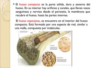 Anatomía de hueso y articulaciones | PPT