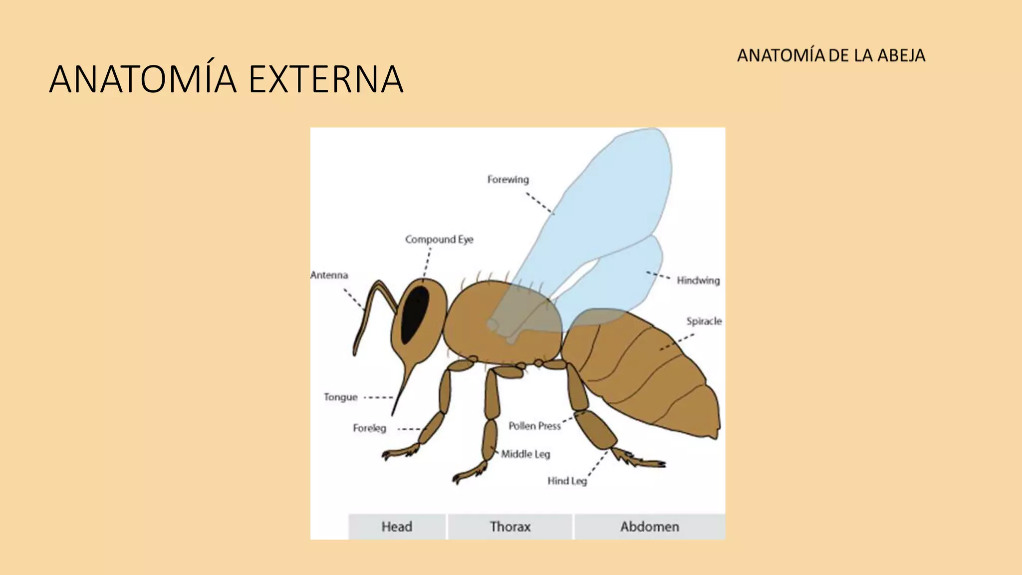 ANATOMÍA DE LA ABEJA.pptx