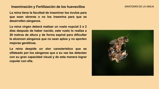 ANATOMÍA DE LA ABEJA.pptx