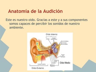 Anatomía de la audición | PPT