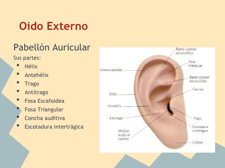 Anatomía de la audición