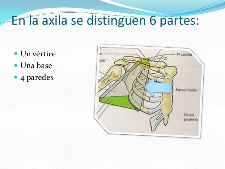 Linfonodomegalia Axilar