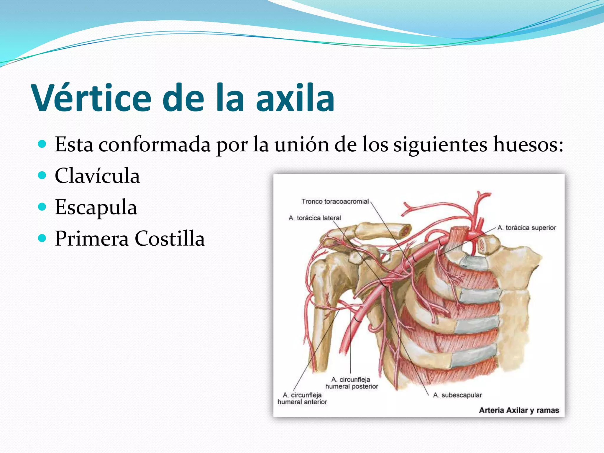 Anatomía de la axila | PPT | Descarga gratuita