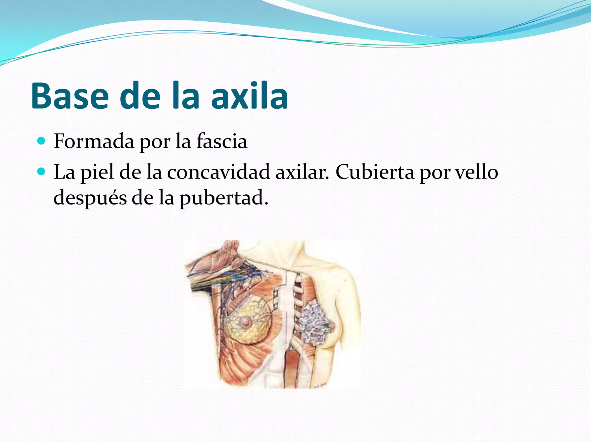 Anatomía de la axila | PPTX