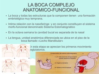 Anatomía de la boca | PPTX