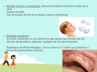 Anatomía de la boca | PPTX
