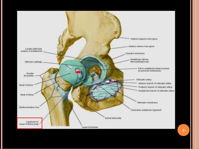 Partes De La Cadera , Las 5 partes de la columna vertebral (y sus ...