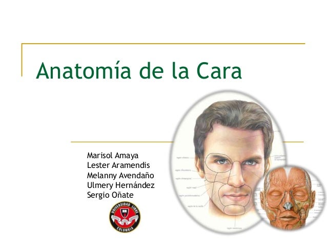 Anatomía de la cara