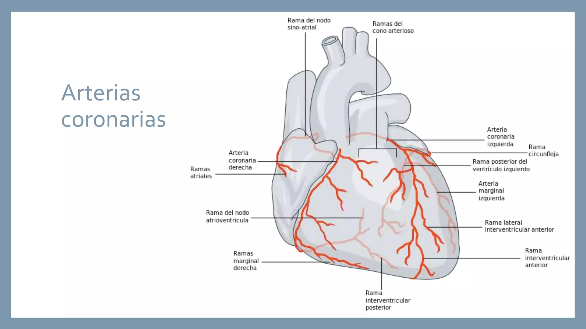 Anatomía De La Distribución De La Arteria Coronaria