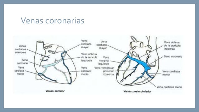 Anatomía de la circulación arterial y venosa coronaria